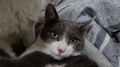 힘들게 고양이를 왜 키우냐구요 이래서 키웁니다 Youtube