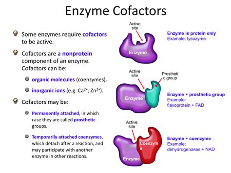 Enzymes Examples