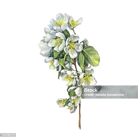 흰색 배경에 고립 된 사과 꽃이있는 수채화 분지 봄 향기로운 꽃 낭만적 인 축하를위한 무성한 단풍 결혼식 초대 또는 8 월을위한 클립 아트 벽지 포장지 스티커 사과에 대한