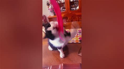 Kichiro Loves Ribbons Take 2😹🤪 Happy Caturday 😸🐾 Cat Gato Cute