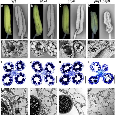 Agricultural Traits Of The Phya And Phyb Single Mutants Phya Phyb Download Scientific Diagram