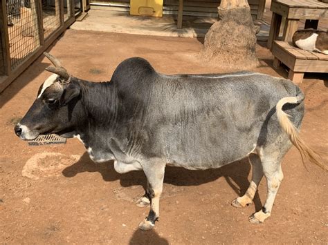 Zebu Cattle