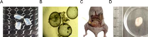 Figure 1 From A Simple Quick And Economical Method For In Vitro
