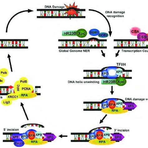 Pdf Nucleotide Excision Repair And Cancer