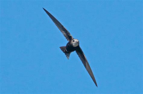 People Kept Destroying These Swifts Nests So Someone Put Up A Sign Explaining Why We Need To