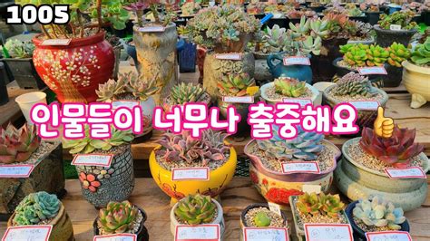다육이사랑방 금장맘 인물들이 너무나 출중하네요 꼭 시청하시길 솜니엄 마디바 옐로우멜로우 레드벨벳 휘리 후레뉴 몽블랑 둥근잎비취후리데 버클리 YouTube