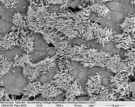Living Organisms Mcscience Ks3