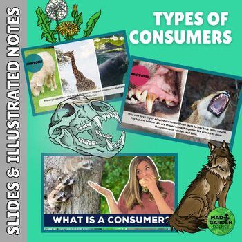 Types Of Consumers Slides Illustrated Notes Color Digital Differentiated
