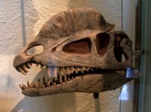 Dilophosaurus Fossil
