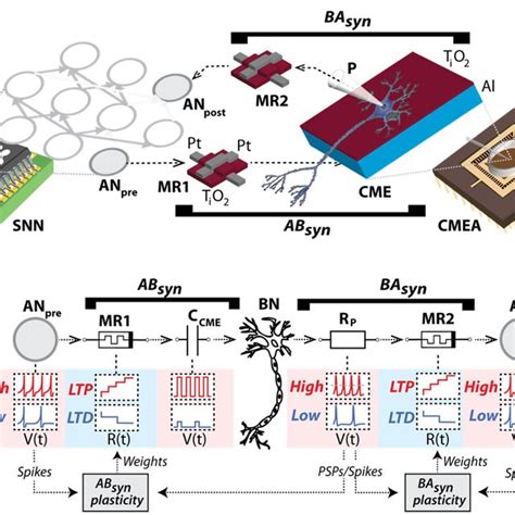Pdf Memristive Synapses Connect Brain And Silicon Spiking Neurons