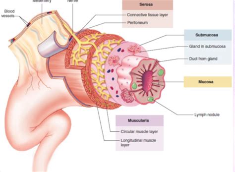 Anatomy Lecture Exam Flashcards Quizlet