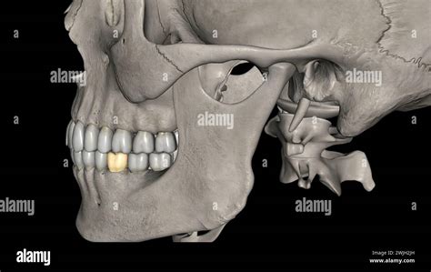 The Mandibular First Molar Usually Has Two Roots A Mesial And A Distal 3d Illustration Stock