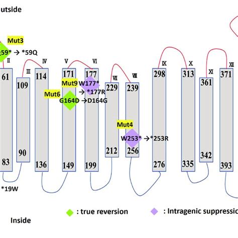 The Reversion Mutation Rates Of Each Cs Sensitive Mutant Strain