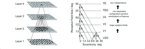 Convergence In The Visual System Right Convergence In The Ventral Download Scientific