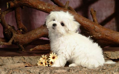 54 Dog Backgrounds ·① Download Free Amazing Wallpapers Of Dogs For