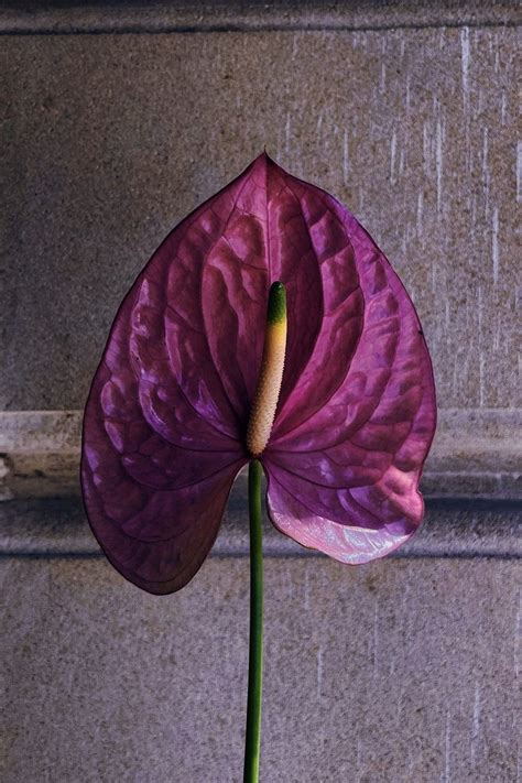 Anthurium Anthurium Flowers Aesthetic