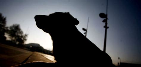 Hombre Fue Detenido Por Abusar Sexualmente De Un Perro En Chillán Viejo