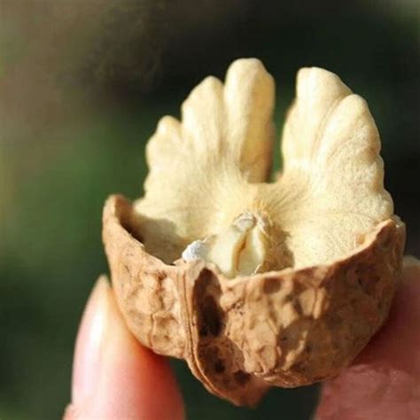 Thin Paper Shell Walnut 103type Yunnan Origin Kernels And In Shell