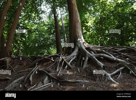 Tree Roots Visible Through Ground In Forest Stock Photo Alamy