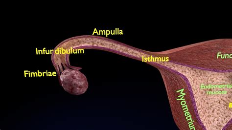 Artstation Fertilization Stages Of Ovum Resources