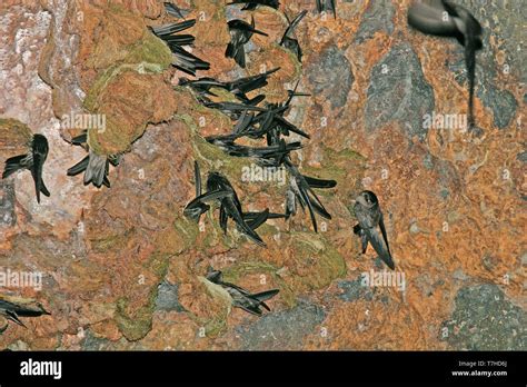 Tahiti Swiftlet Or Polynesian Swiftlet Aerodramus Leucophaeus An Endemic Species To The