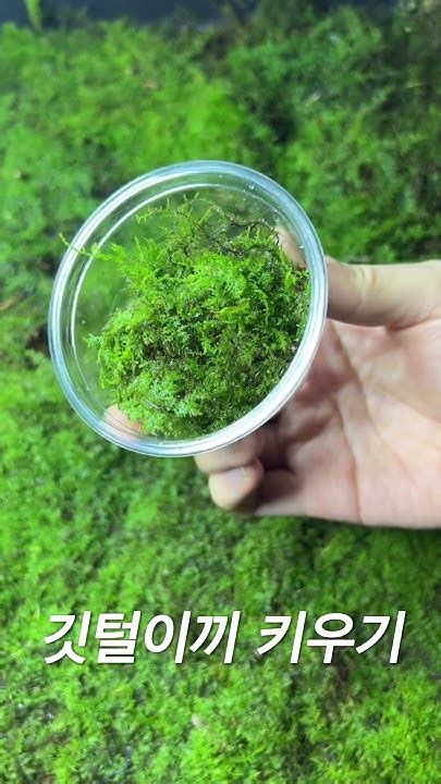 테라리움 재료 깃털이끼 키우기🪴 Youtube