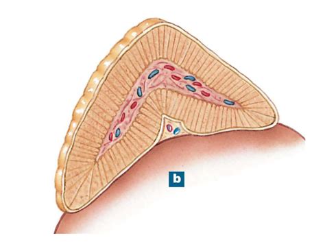 Suprarenal Medulla Diagram Quizlet