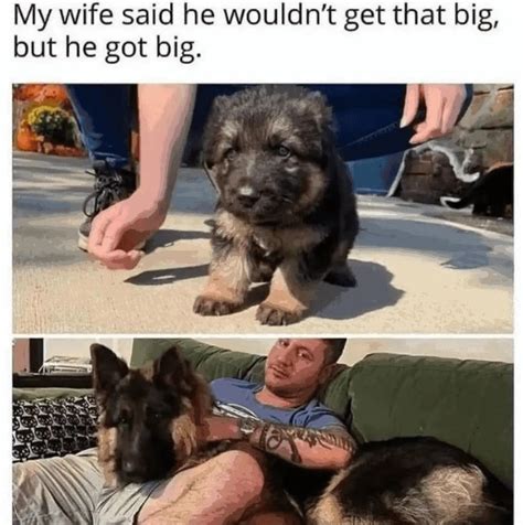 Trending Memes Top Featured Content Right Now Memedroid