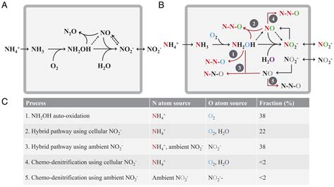 Nitrification Meaning