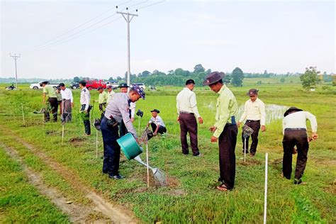 ကံမမြို့၌ မြို့ရွာတစ်ခွင်စိမ်းလန်းစိုပြေစေရေး တမာပင် ၈၀၀ စုပေါင်းစိုက်ပျိုး Information And
