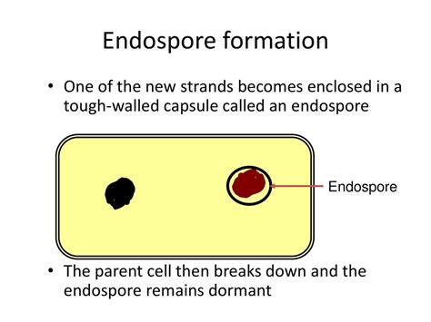 Monera E G Bacteria Ppt Download
