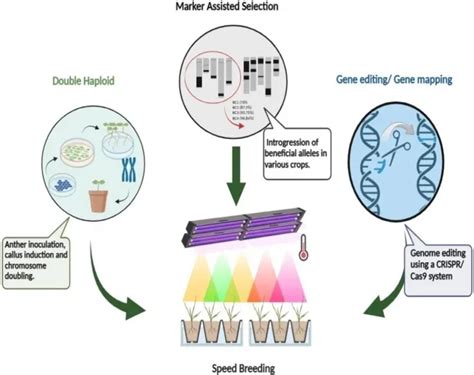 A Comprehensive Guide To Speed Breeding With Examples