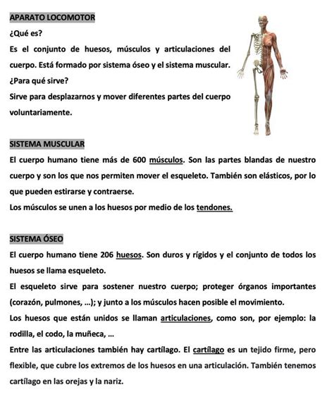 Aparato Locomotor En 2024 Aparato Locomotor Articulaciones Del Cuerpo Humano El Sistema