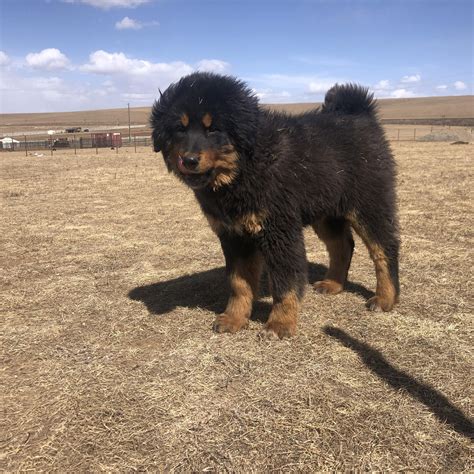 Хоточ монгол нохой