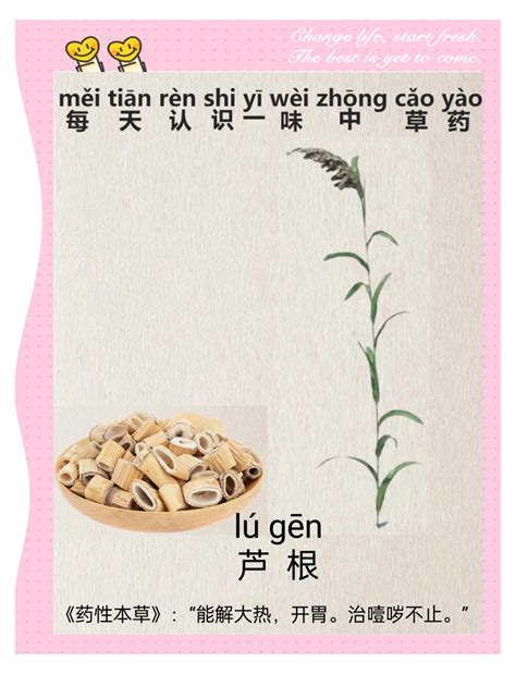 芦根与苇茎：一探究竟