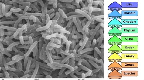 Hypotonic Solution Definition Importance Examples Biology Notes Online