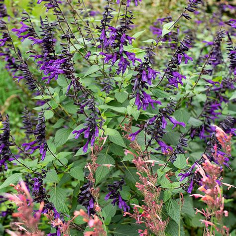 Salvia Amistad Plants