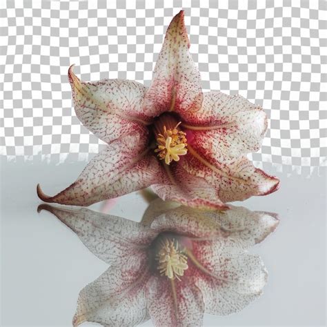 Premium Psd A Flower With A Pink And White Flower In The Reflection