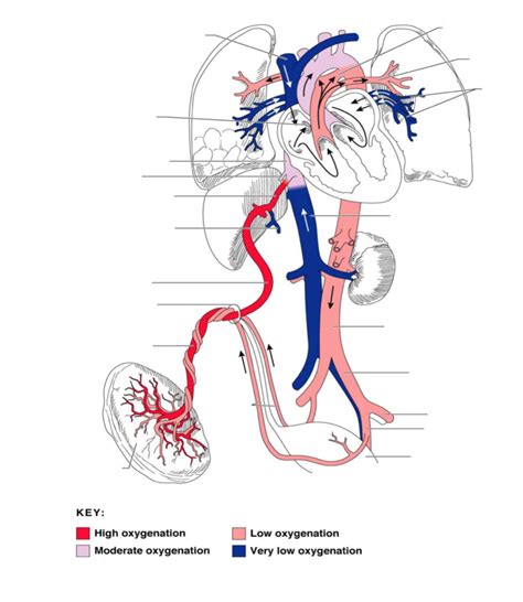Fetal Circulation Diagram Quizlet
