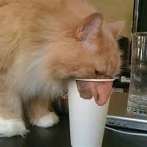 Dat Ass Cat Meme