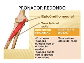 Musculos De Antebrazo Pptx