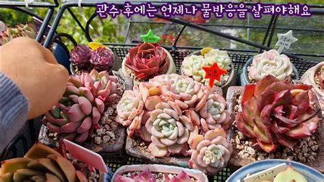 걸이대 다육이들 빗물 잘 먹었나 보고 다육이 수다 함께해요 빗물을 먹고도 말랑거리면 뿌리확인이 필요한 다육이랍니다
