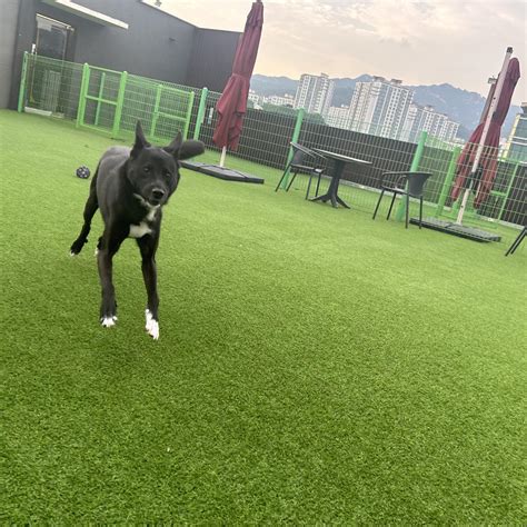 진도믹스 마루 푸숑특징 고양이특징 랙돌특징 러시안블루특징 먼치킨특징 브리티쉬숏헤어특징 노르웨이숲특징 데본렉스특징 뱅갈특징 샴특징 셀커크렉스특징 스코티쉬폴드특징 스핑크스특징