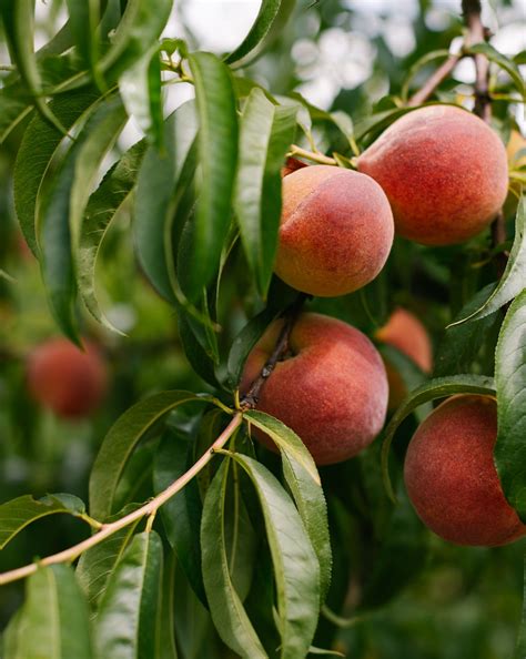 What Makes Georgia Peaches So Special Lane Southern Orchards