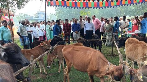 Subsidised Sex Sorted Semen Scheme To Boost Dairy Prospects