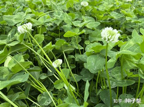 果园种植的多年生绿肥白三叶覆盖率强种一次利用8 10年左右 知乎
