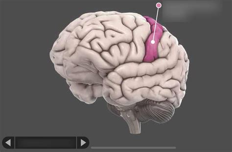 Somatosensory Cortex Diagram Quizlet