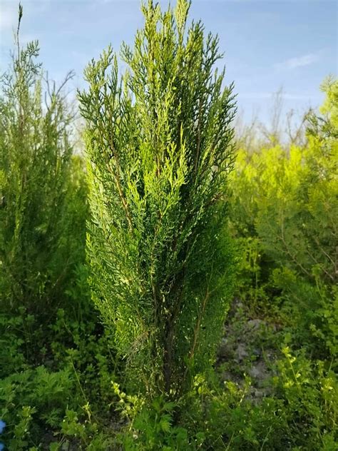 მწვანე კუᲗხე