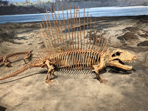 Dimetrodon Skeleton A Fascinating Snapshot Of Prehistoric Life