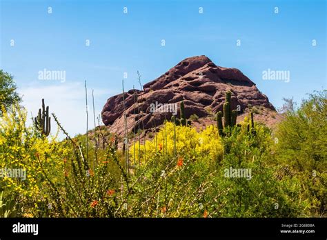 Desert Botanical Garden Plants And Sculpture Papago Park Jabba The